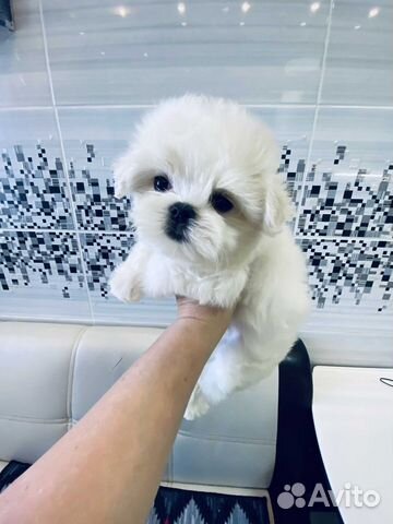 Мини-мини малыш мальтезе 2 мес