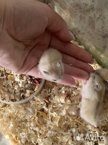 Джунгарский хомяк