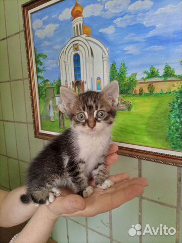 Котик ищет дом :) Бесплатно