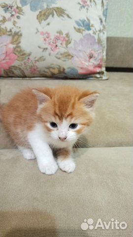 Рыжий котенок в добрые руки