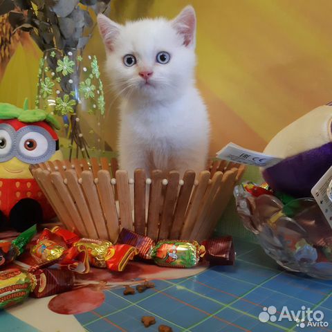 Шотландский котенок ищет семью