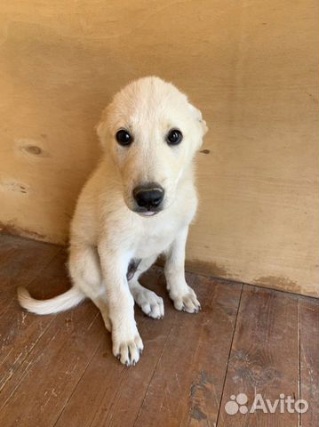 Щенок Пинки ищет дом, в добрые руки