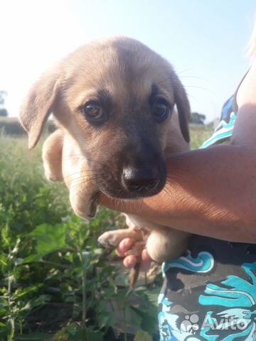 Собаки бесплатно в добрые руки щенки
