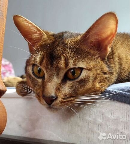 Абиссинский кот. Вязка