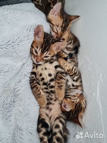 Бенгальские котята