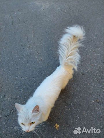 Кошки
