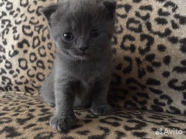 Британские котята