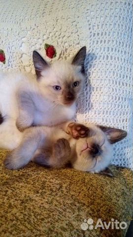 Тайские котята