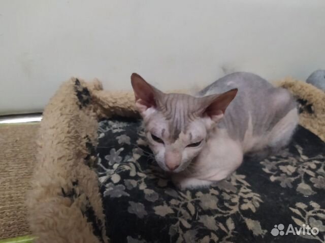 Донской сфинкс в добрые руки