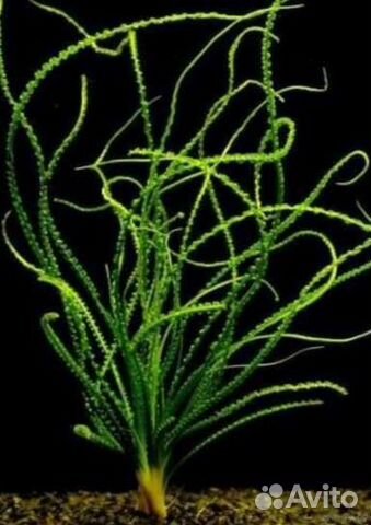 Аквариумные растения