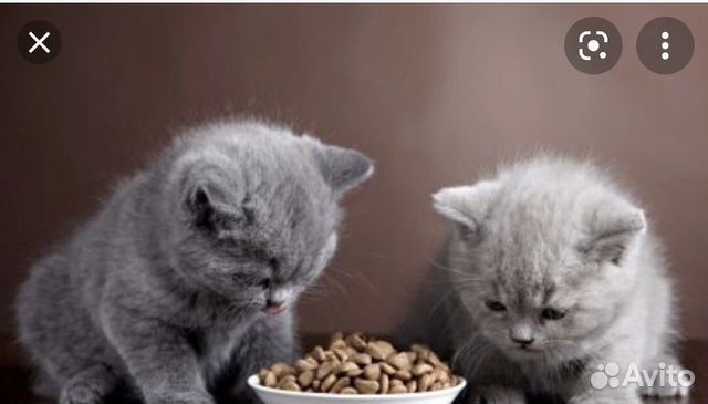 Британские плюшевые котята