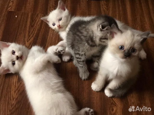 Чистокровные шотландские котята ждут своих хозяев