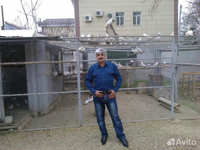 Продаю голубей или меняю на зерно