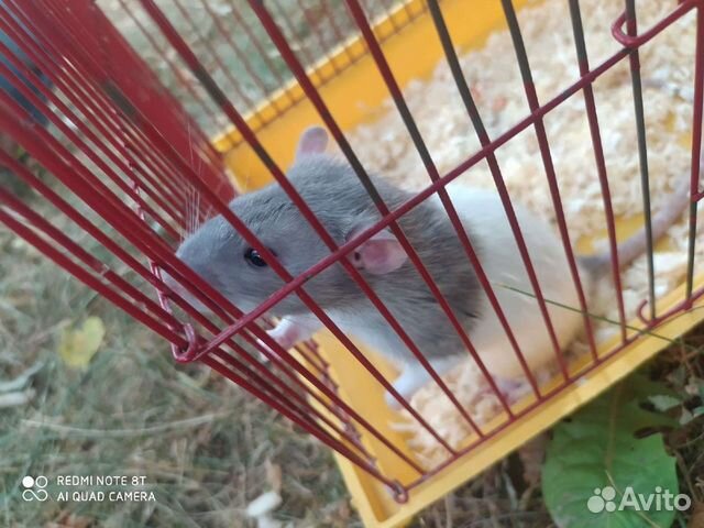 Крыса дамбо бесплатно