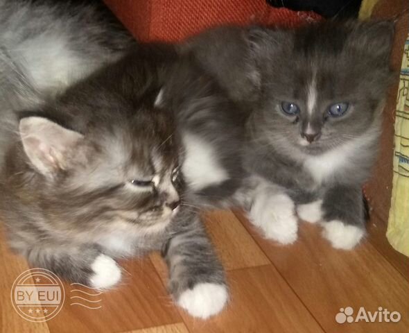 Сибирская котятки