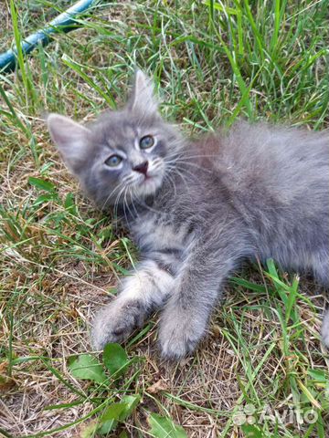 Отдам котят