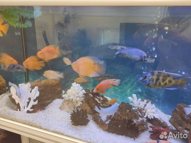 Цихлиды: попугаи, дельфины и др