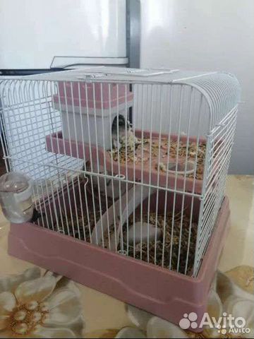 Джунгарский хомяк с клеткой