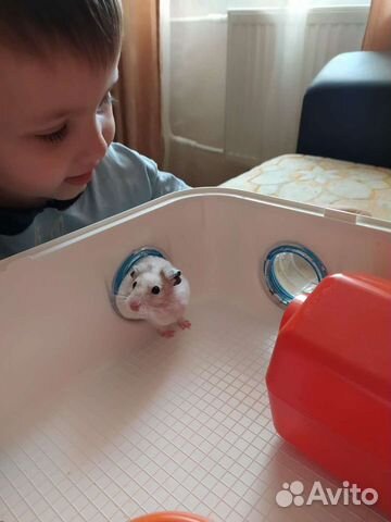 Сирийский хомяк с клеткой