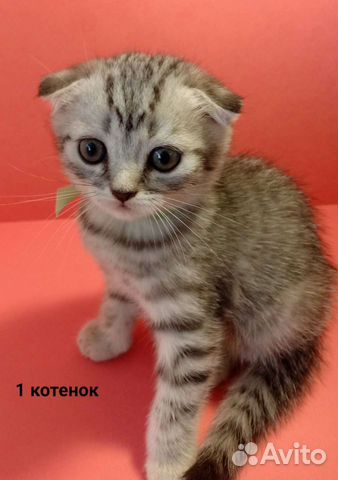 Шотландские котята