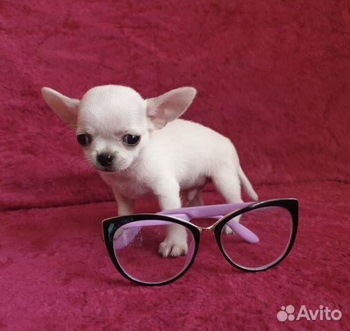 Чихуахуа мини куколки