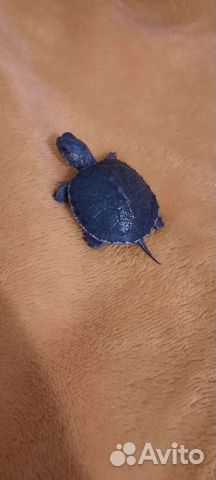 Черепахи с переноской