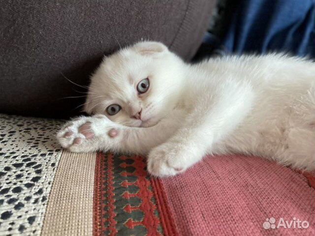 Шотландская вислоухая кошка