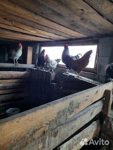 Петушки молодые