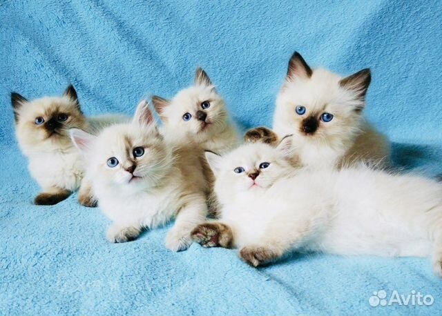 Невские мескарадные котята