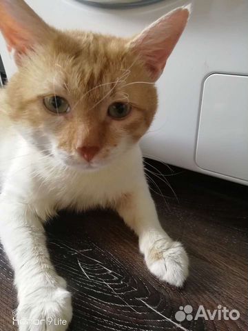 Котик С зелёными глазами в добрые руки бесплатно