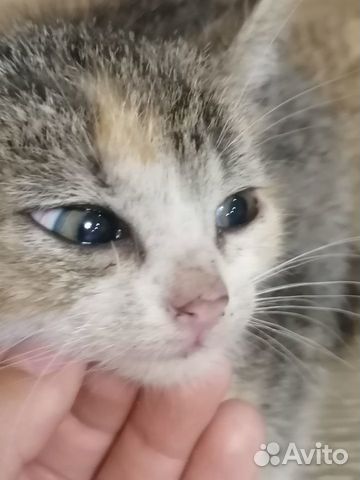 Котенок активный ловкий милый любит новых друзей и