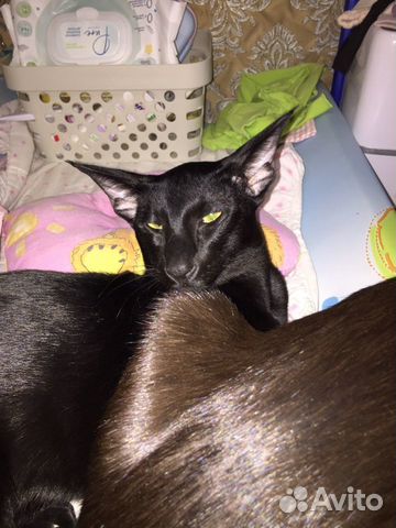 Ориентальная