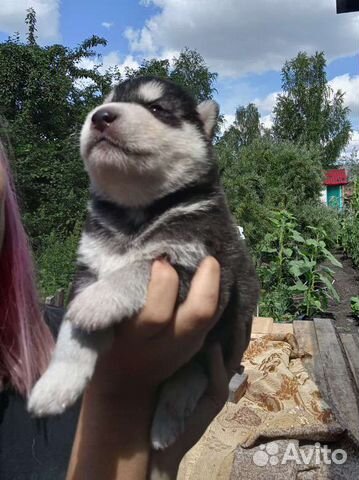 Продаю щенков хаски