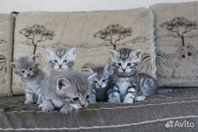 Котята в добрые руки 1 месяц. Остались две девочки