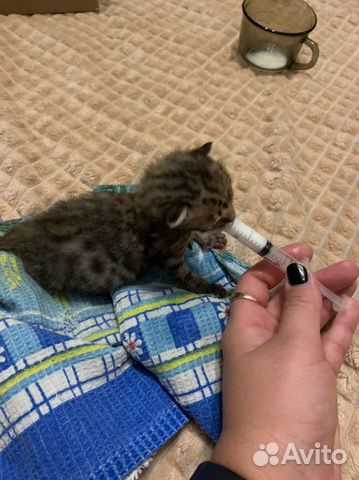 Котята в добрые руки мальчики