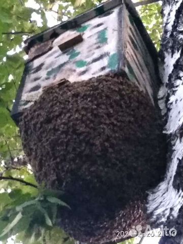 Пчелиный рой