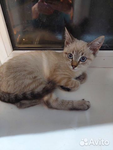 Котята в добрые руки бесплатно