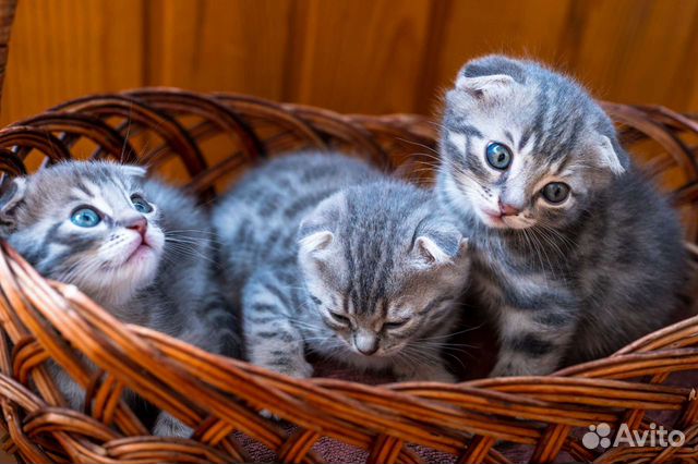 Котята шотландцы вислоухие