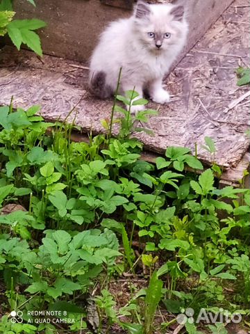 Отдам даром котенка