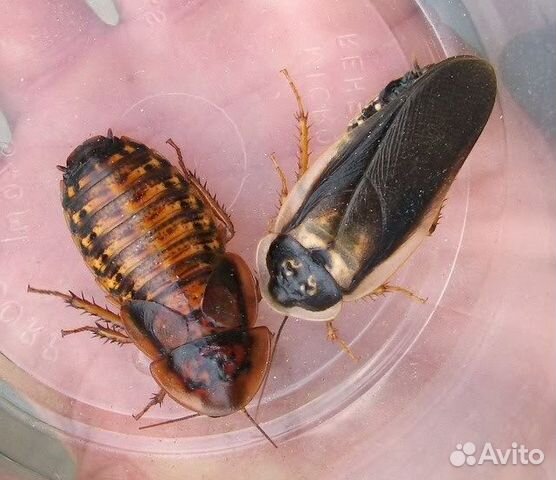 Аргентинский таракан