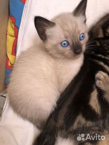 Отдам в добрые руки котят,остались две девочки и о