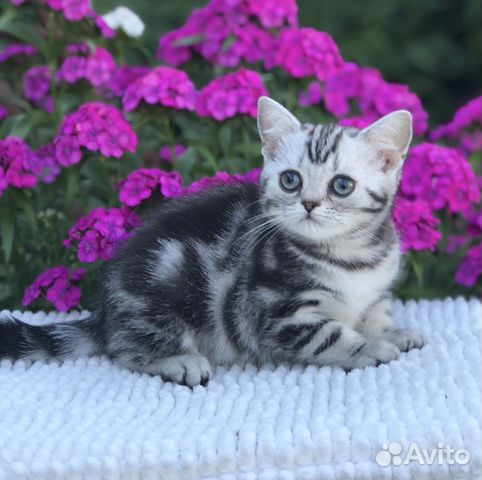 Британская мраморная кошечка