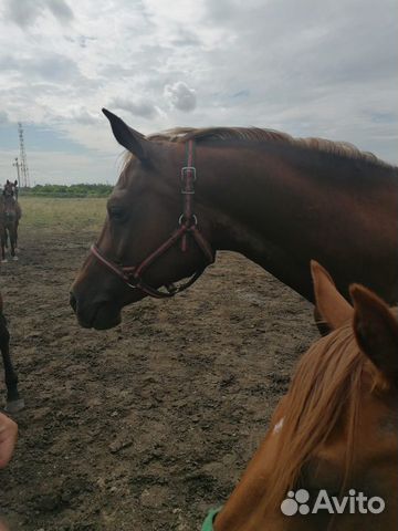 Арабская кобыла