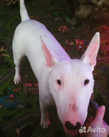 Бультерьер бесплатно