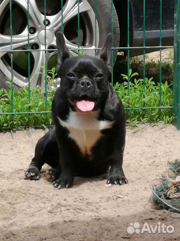 Францужинка