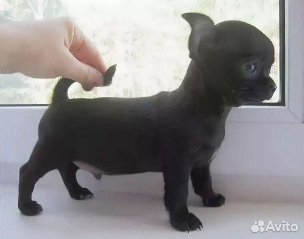 Чёрный маль-чишка чишка