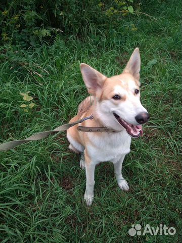 Собаки бесплатно в добрые руки