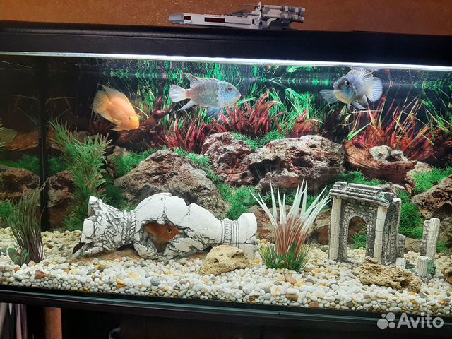 Аквариум