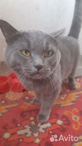 Шартрез (Картезианский кот)
