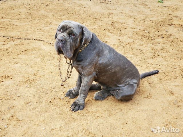 Неаполитанский мастиф